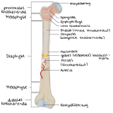 Lateinische Namen für Anatomie - Studydrive