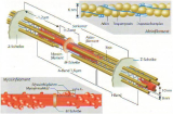 Anatomie Kapitel 4 - Muskel- und Nervengewebe - Studydrive