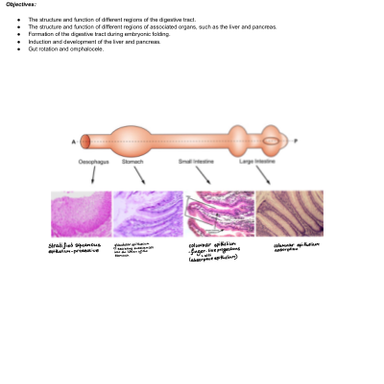 Dokument University College London ANAT0001 Anatomy and Development of ...