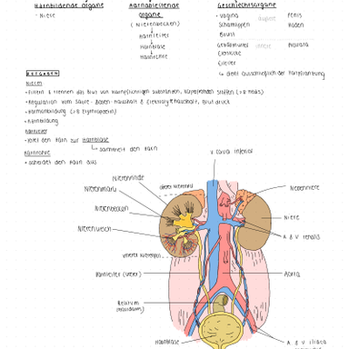 Dokument Harnsystem .pdf - Herunterladen
