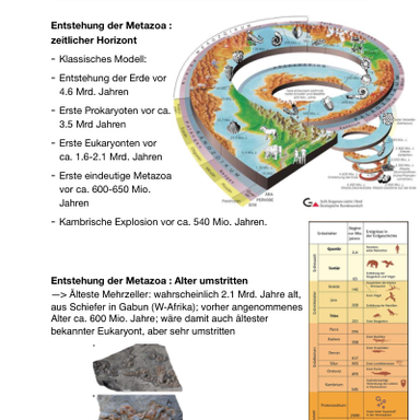 Dokument Anatomie, Phylogenie und Evolution der Tiere.zip - Herunterladen